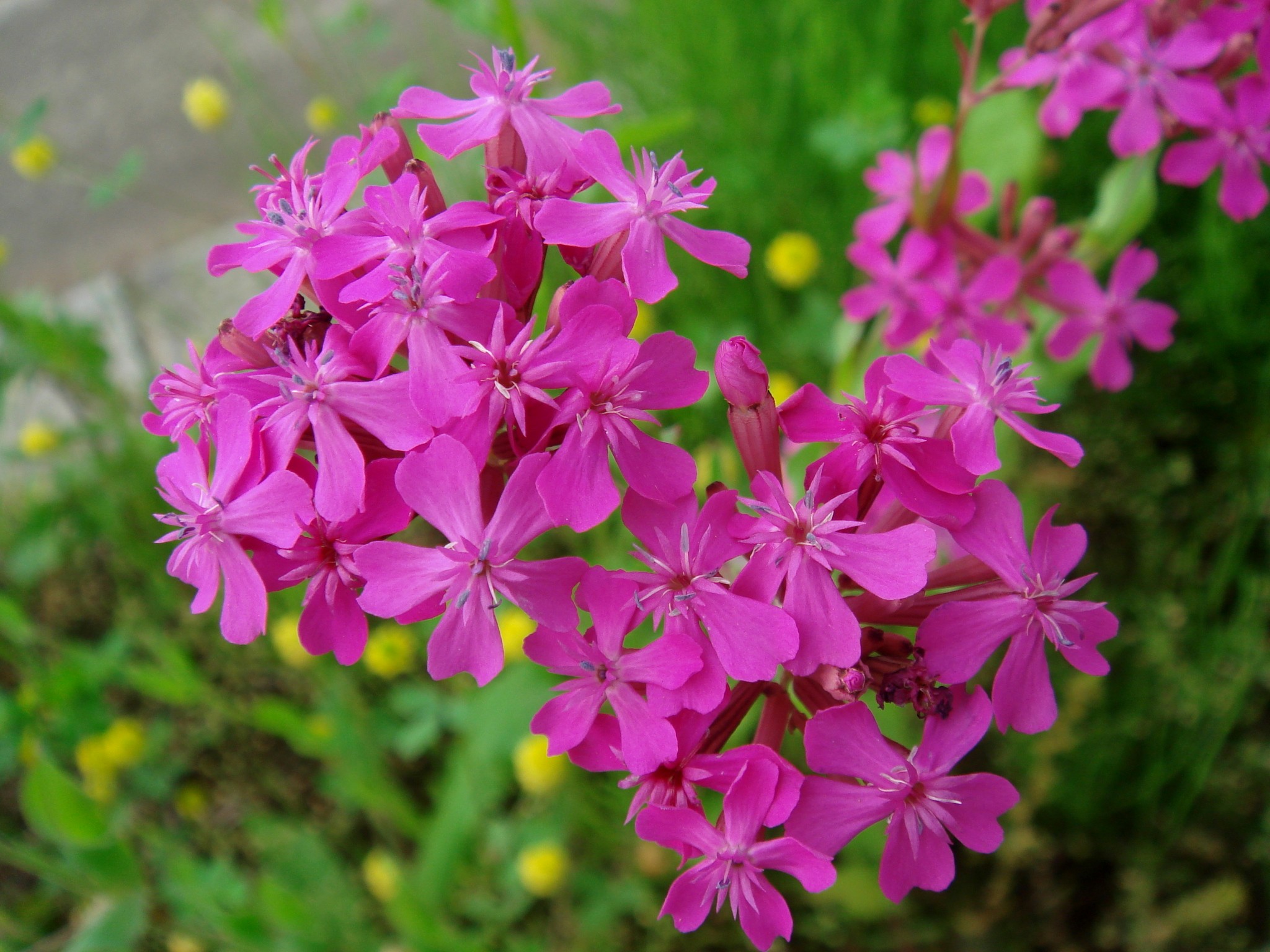 Silene Armeria